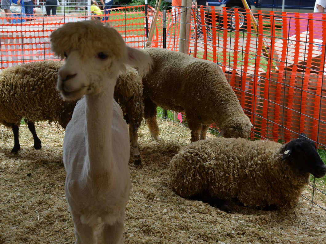 Vendors and Exhibits | East Brunswick, NJ | Middlesex County Fair ...